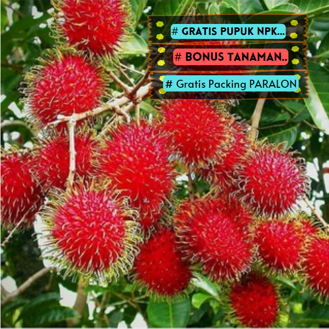 Jual Rambutan Super Red Sweet Unggulan Cepat Berbuah ( GARANSI ...