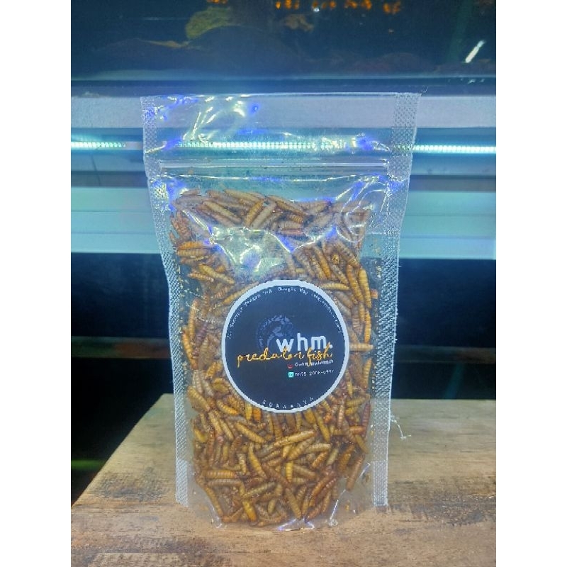 Jual MAGOT BSF ( original ) whm_predatorfish | Shopee Indonesia