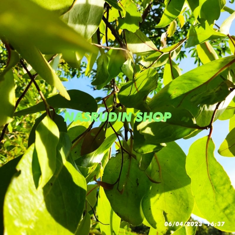 Jual BENALU RANDU BENALU POHON KAPUK / BENALU DAUN RANGDU / KAMANDE ...
