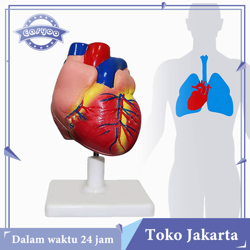 Jual Model Anatomi Jantung Manusia Untuk Bantu Mengajar Medis | Shopee ...