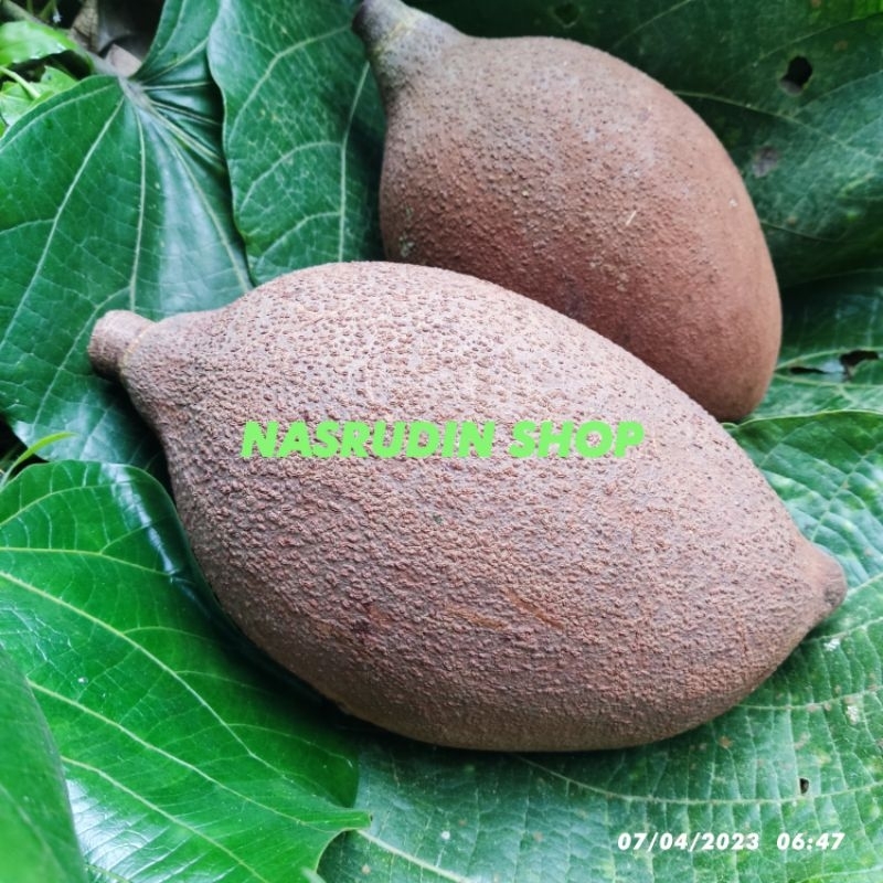 Jual BUAH KLUWEK / BUAH PICUNG / BUAH KEPAYANG ( MENTAH GELUNDUNGAN ...