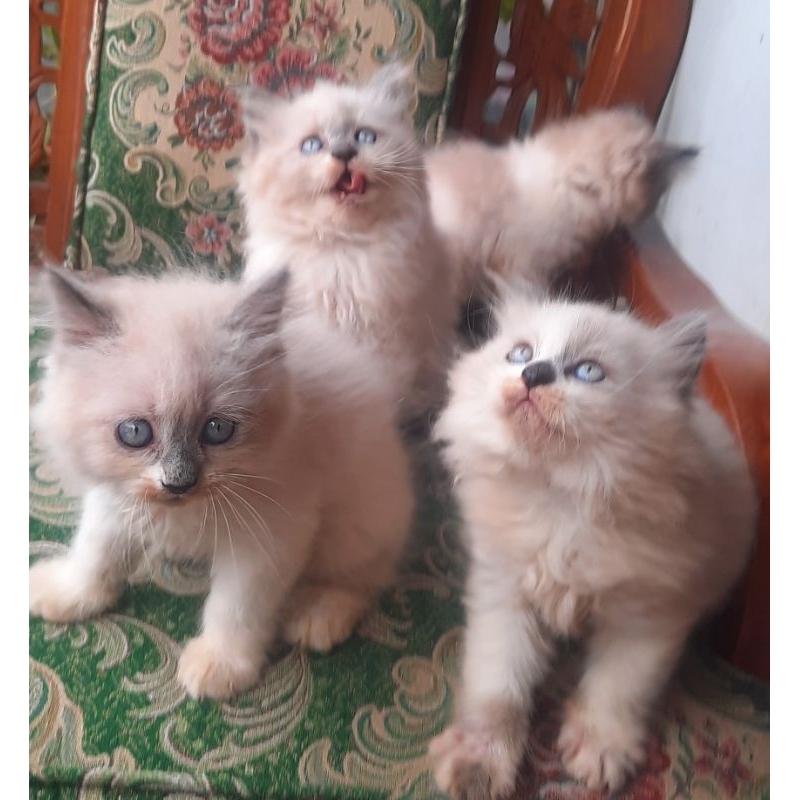 Jual Anak kucing ragdoll, kitten lucu #kucingpersia #kucingragdoll # ...