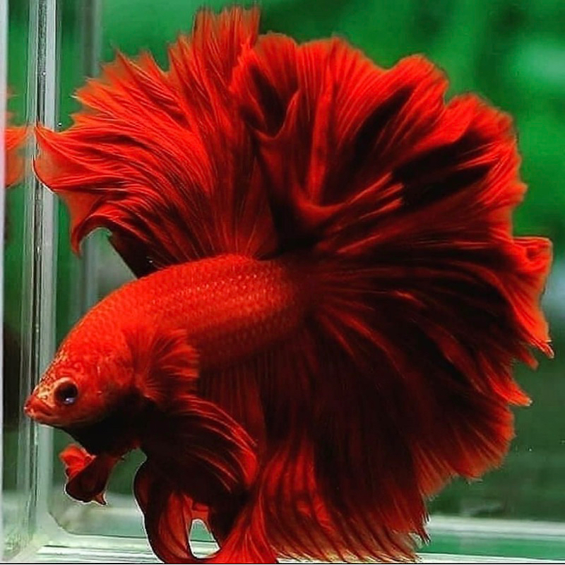 Jual cupang hm super red, merah merona, ekor panjang dan lebar | Shopee ...