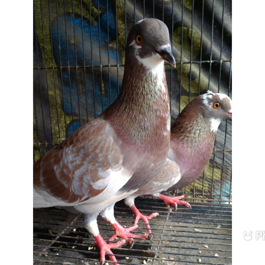 Jual BURUNG MERPATI DARA BLANTONG PLONTANG BLOROK PUTIH BALAP TINGGIAN ...