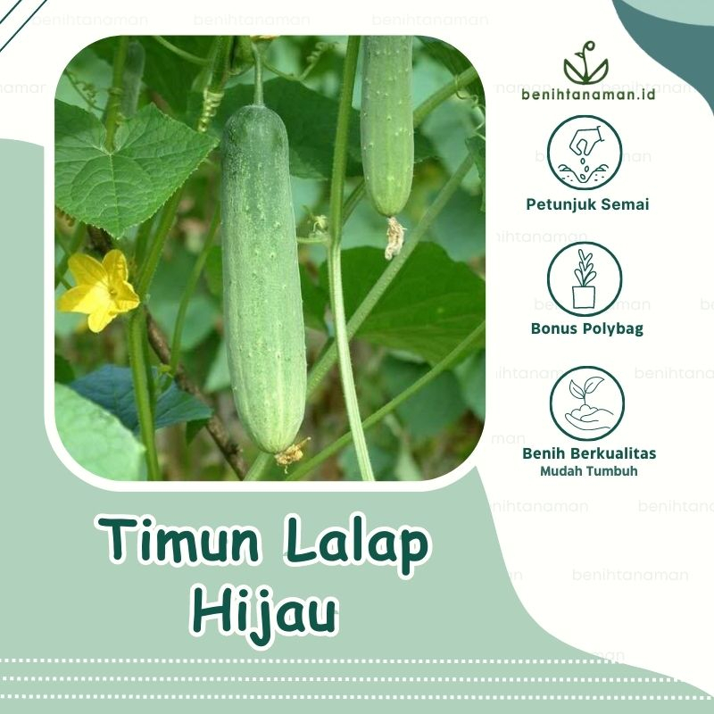 Jual 25 Biji - Benih Timun Lalap Hijau Unggul, daging tebal , renyah ...