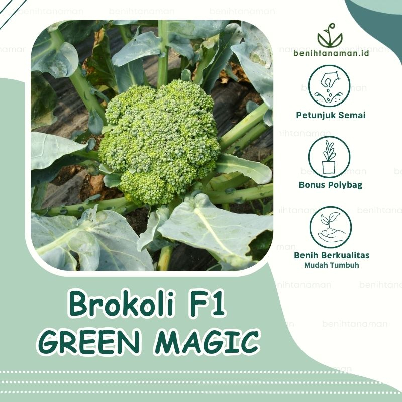 Jual 10 Biji - Benih Brokoli Hibrida F1 Green Magic, Toleran Panas | Shopee Indonesia