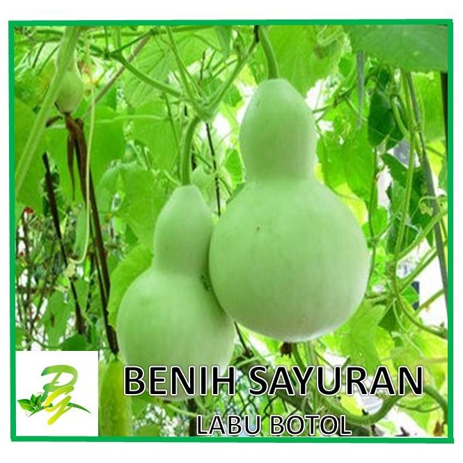 Jual Benih Labu Botol (Bottle Gourd) - Isi 5 Biji | Shopee Indonesia