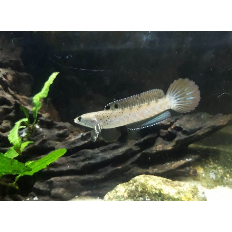 Jual BLUE PULCHRA 4-5CM (dekorasi aquarium) | Shopee Indonesia