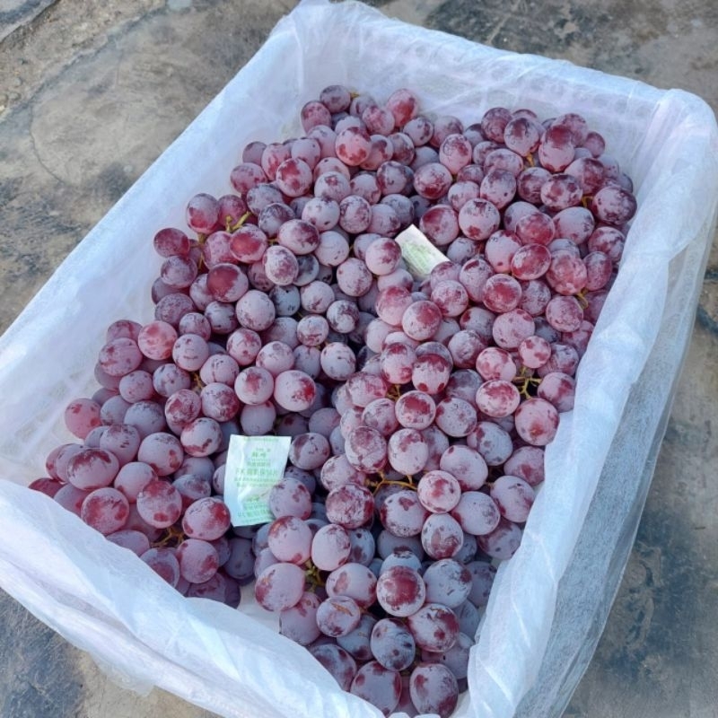 Jual Anggur Merah 1 box | Shopee Indonesia