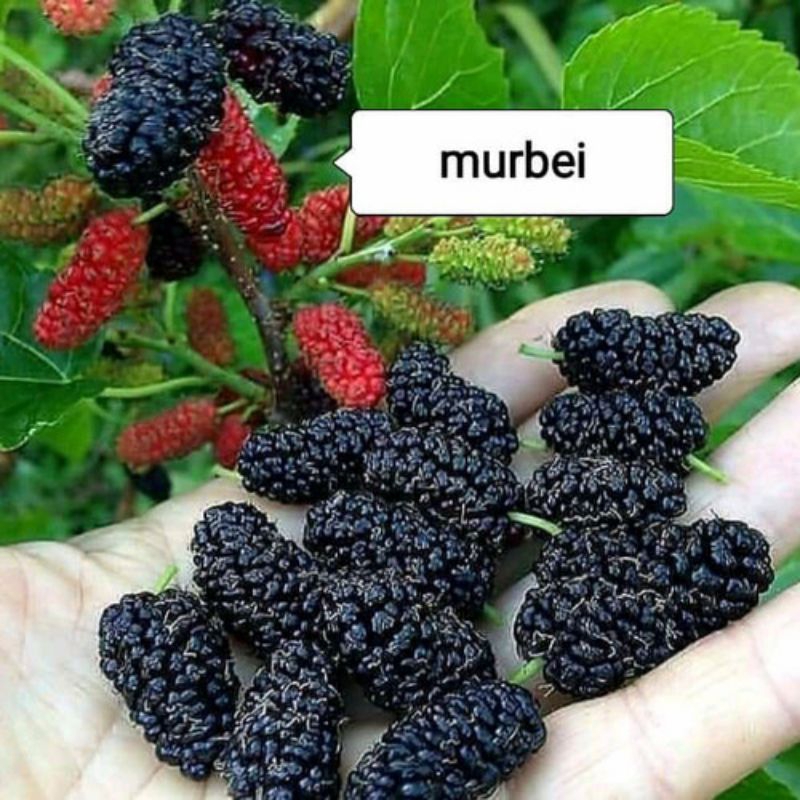 Jual Murbei Jumbo / PROMO BELI 2 Murbai BONUS 2 Murbai / Buah Jumbo ...