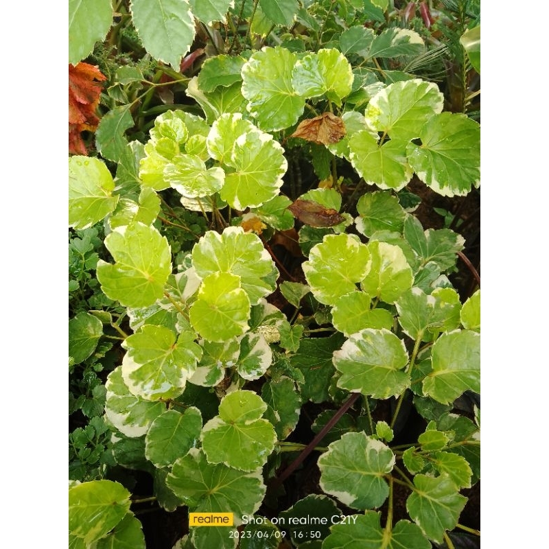 Jual Tanaman pohon mangkokan parigata/mangkokan varigata perpohon ...