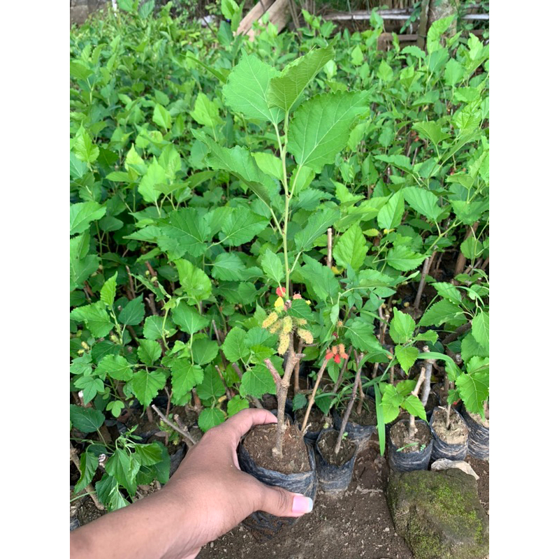 Jual BIBIT MURBEI KONDISI BERBUAH SIAP TANAM (BELI 5 GRATIS 1) | Shopee ...
