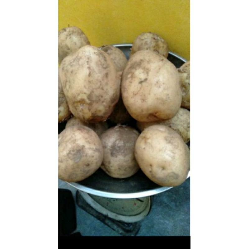 Jual Kentang Atlantik Daging Putih 1 kg | Shopee Indonesia