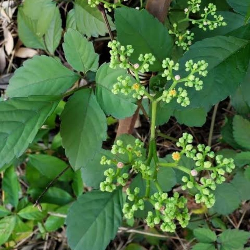 Jual daun galing galing /daun lambai (Cayratia trifolia) | Shopee Indonesia