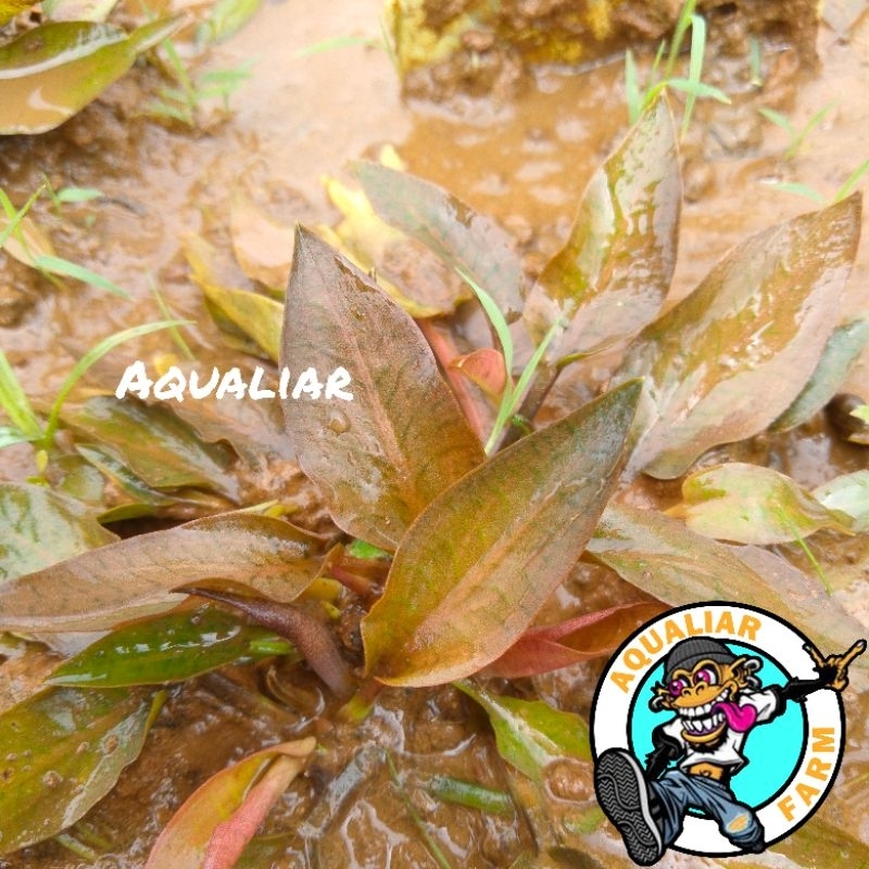 Jual Cryptocoryne mioya tropica tanaman aquascape aquarium criptocorin ...