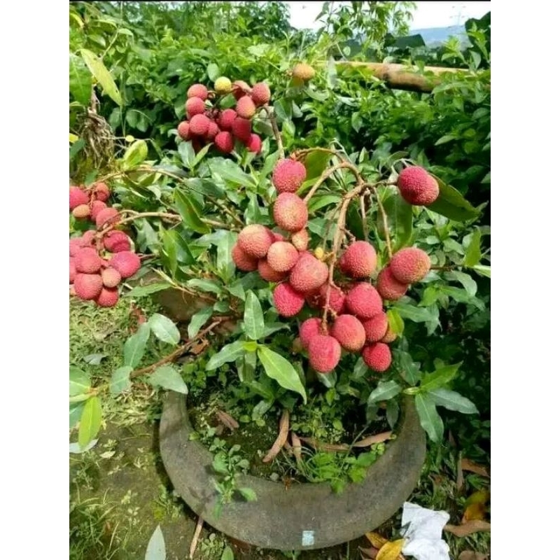 Jual Bibit Buah Leci Merah Hasil Cangkok Kwalitas Unggul | Shopee Indonesia