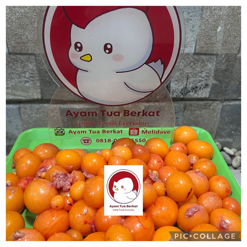 Jual Telor muda ayam tua uritan mancing endok telur umpan galatama ...