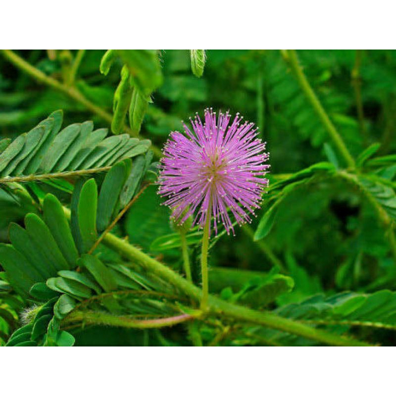 Jual Daun Putri Malu Segar Organik | Shopee Indonesia