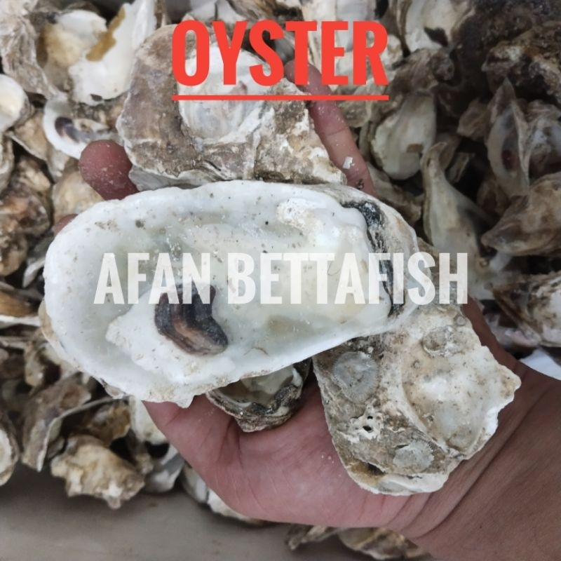 Jual OYSTER 1 KG KULIT KERANG TIRAM MEDIA FILTER KOLAM 1KG | Shopee ...