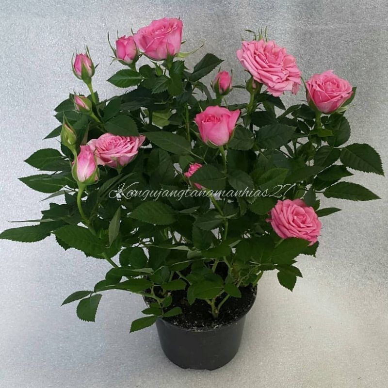 Jual TANAMAN HIDUP BUNGA MAWAR SUPER RIMBUN GRADE A (READY 10 WARNA ...