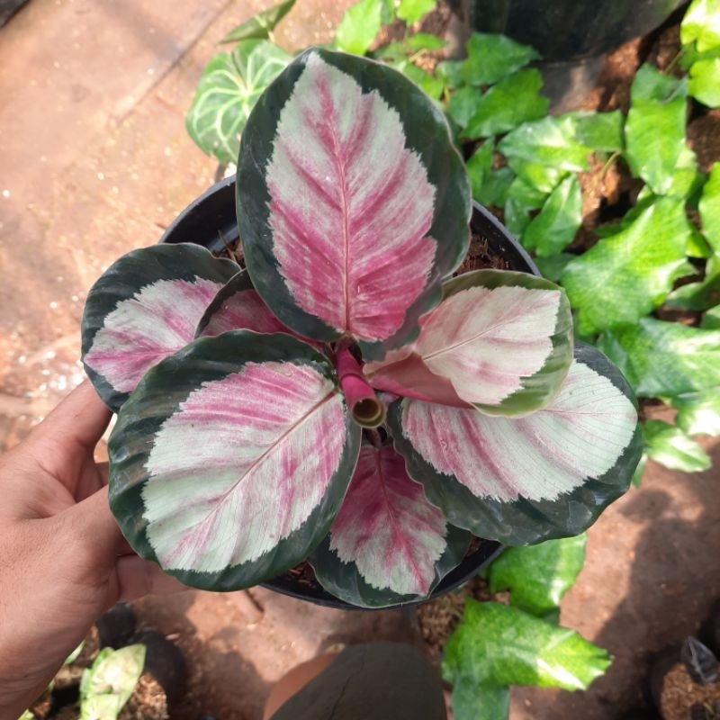 Jual { BISA COD } tanaman hias calathea pohon calathea hias indoor ...