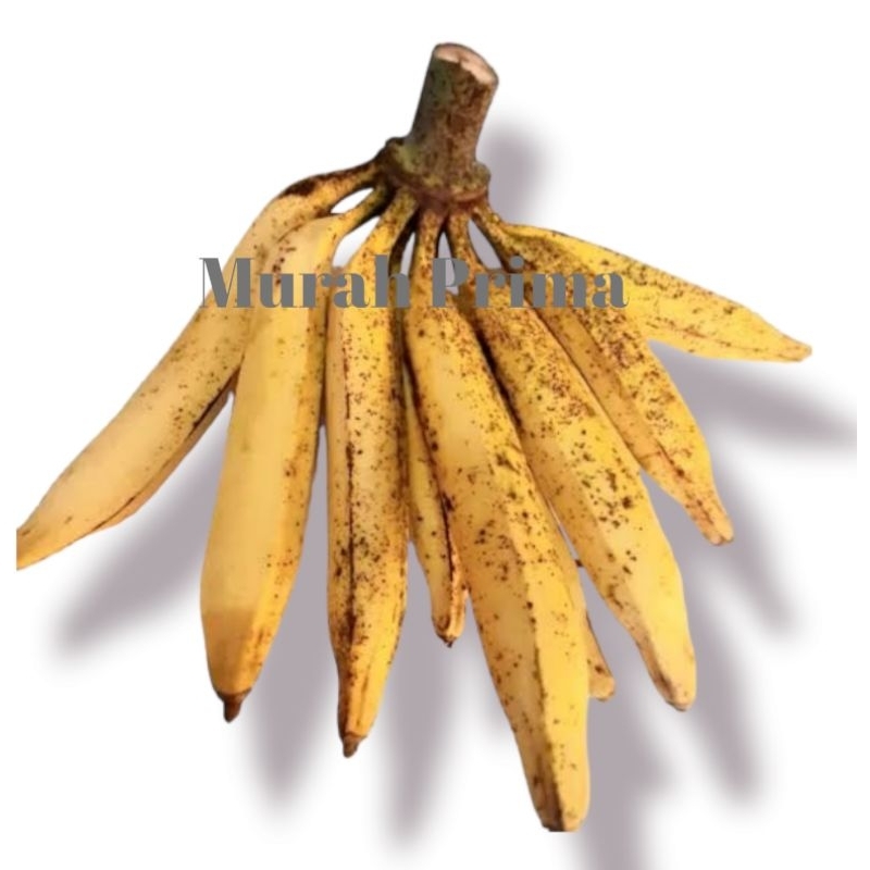 Jual Pisang Tanduk / Pisang Byar Asli Muria Original Jumbo | Shopee ...