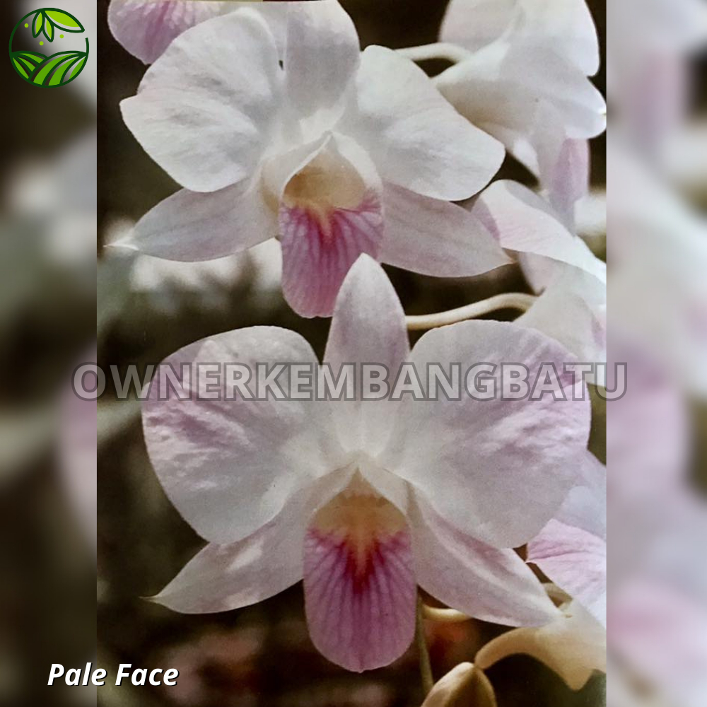 Jual DENDROBIUM BULAT HYBRID REMAJA RASA DEWASA | Shopee Indonesia