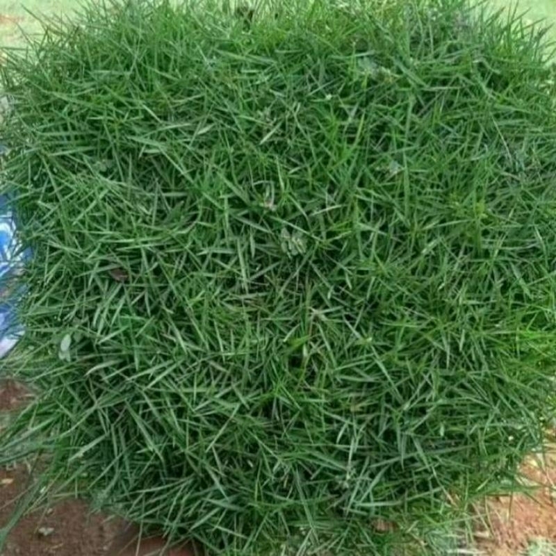 Jual RUMPUT JEPANG SEGAR / Rumput Peking diameter 15x30cm (2 lempeng ...