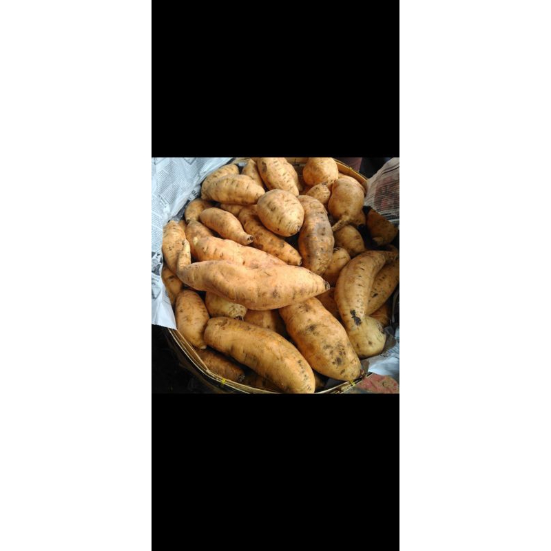 Jual Ketela rambat (Telo) | Shopee Indonesia