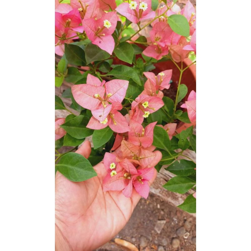 Jual Bougenville kayata India batang sambung (besar) | Shopee Indonesia