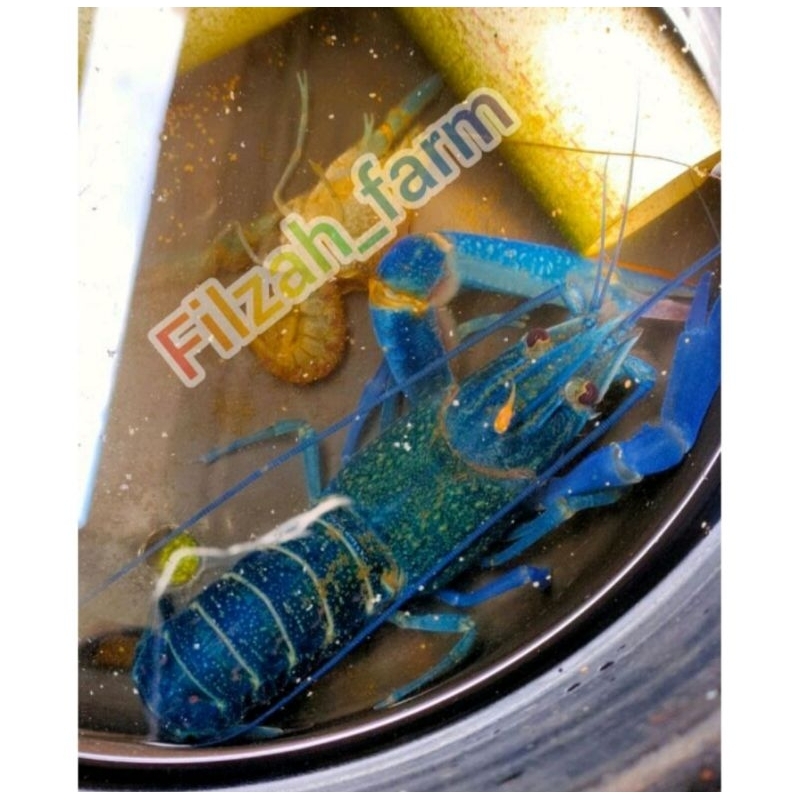 Jual Lobster Air Tawar jenis Red Claw (Capit Merah) Bibit size 1 inch ...