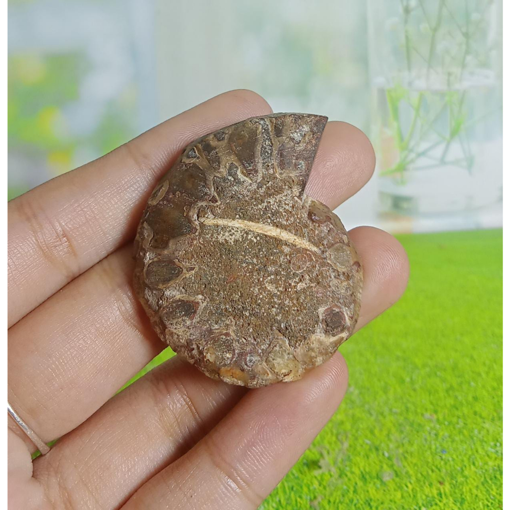 Jual Batu Natural Fossil Keong slice (11) | Shopee Indonesia
