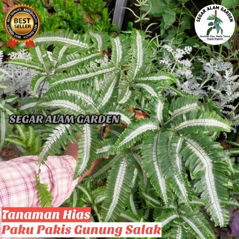 Jual Tanaman Hias Pakis Khas Gunung Salak - Pakis Silver Green | Shopee ...