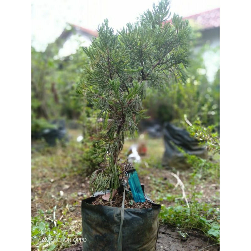 Jual Bibit Cemara sinensis bahan bonsai 50-60cm | Shopee Indonesia