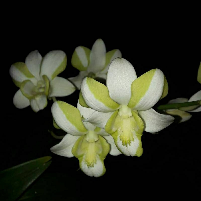 Jual Anggrek dendrobium liberty/anggrek bulat thailand | Shopee Indonesia Jual Anggrek dendrobium liberty/anggrek bulat thailand | Shopee Indonesia