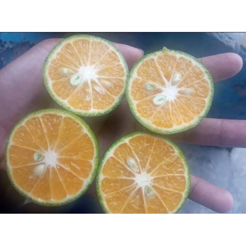 Jual Jeruk peras fresh 1 kg | Shopee Indonesia