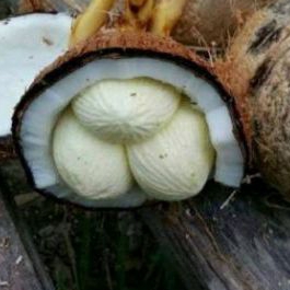 Jual kentos kelapa premium tunas tiga/dua | Shopee Indonesia