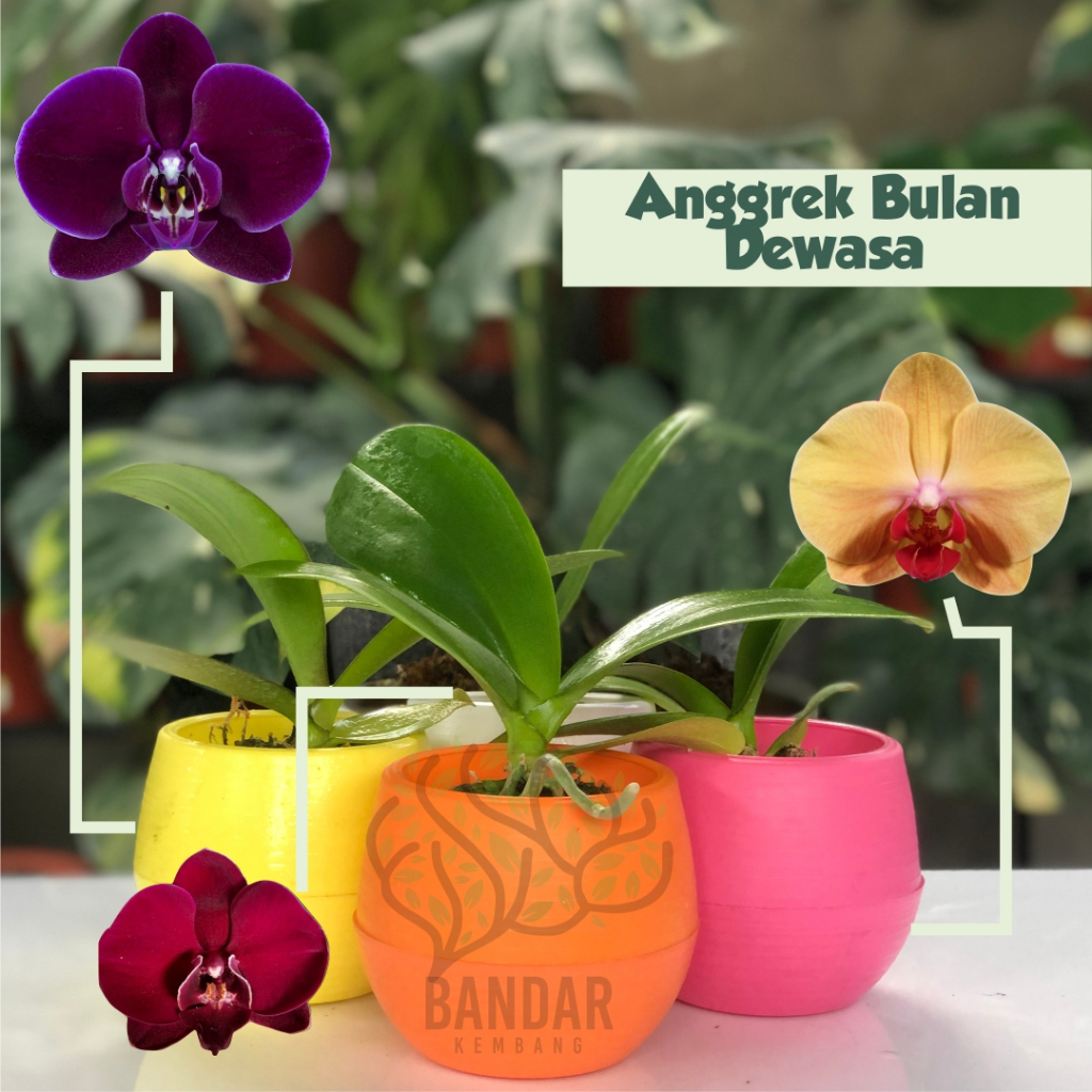 Jual Anggrek Bulan Remaja Import Bunga Novelty Murah Bibit Anggrek ...
