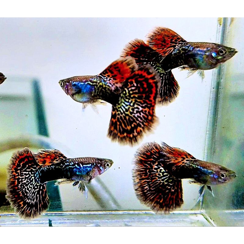 Jual ikan hias guppy red dragon sepasang jantan betina trio corak mewah ...