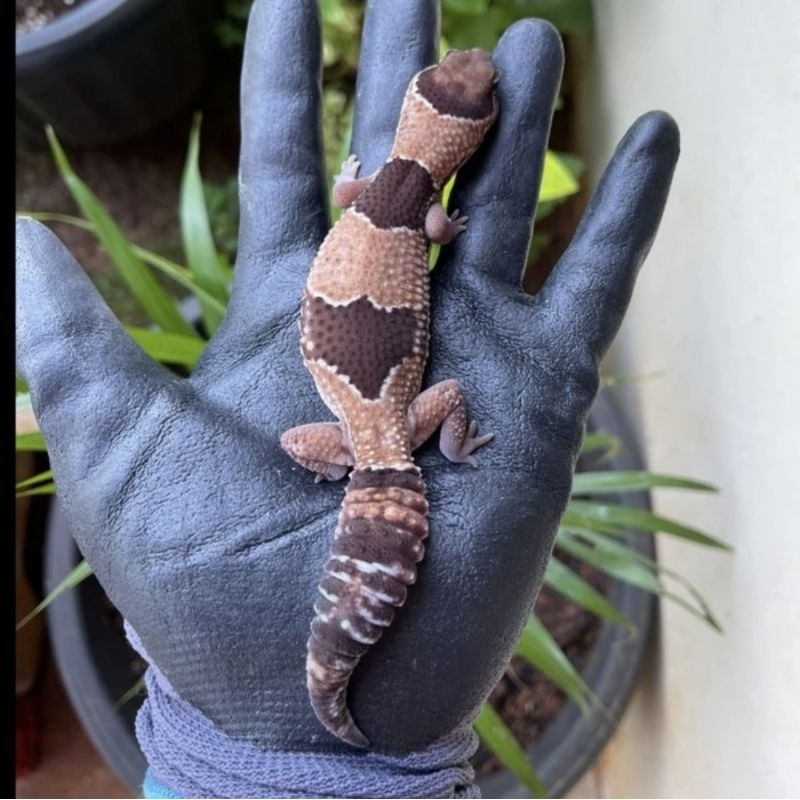 Jual AFT - AFRICAN FAT TAILED GECKO | Shopee Indonesia