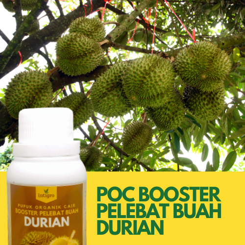 Jual Pupuk Durian / Pupuk Booster Organik Pelebat Buah Durian dan Perangsang Durian Agar Cepat ...