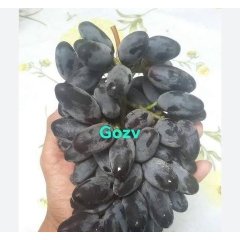 Jual Anggur Gosv - Aksesoris Anggur Kualitas Terbaik | Shopee Indonesia