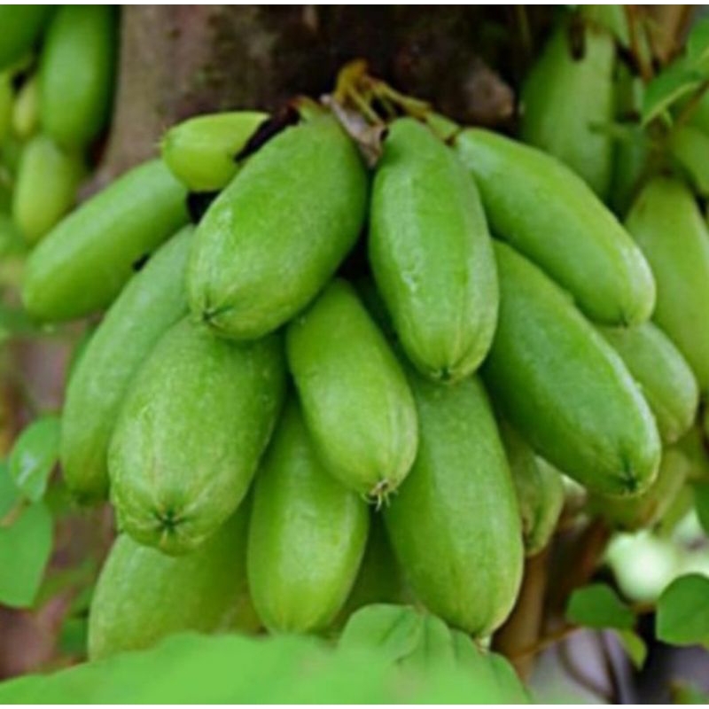 Jual Bibit belimbing wuluh/ belimbing tunjuk/ belimbing sayur | Shopee ...