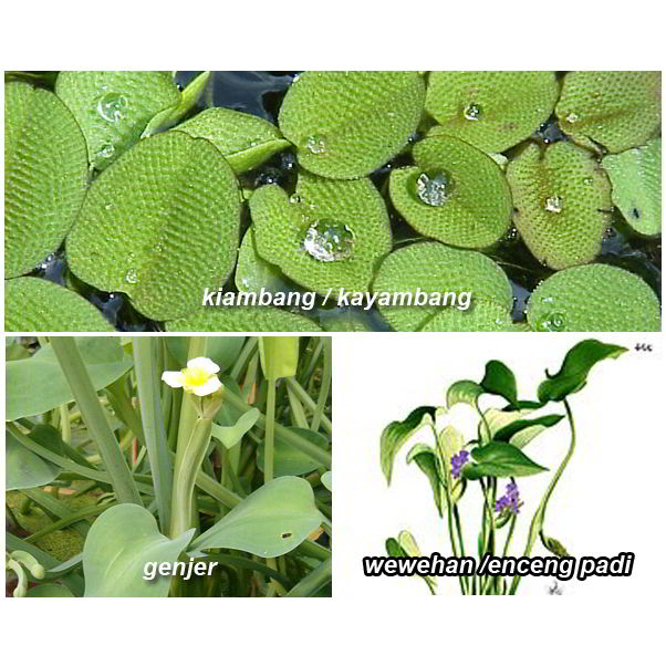 Jual Herbisida Gramoxone 276SL 1 Liter Obat Pembasmi Gulma Rumput Liar ...