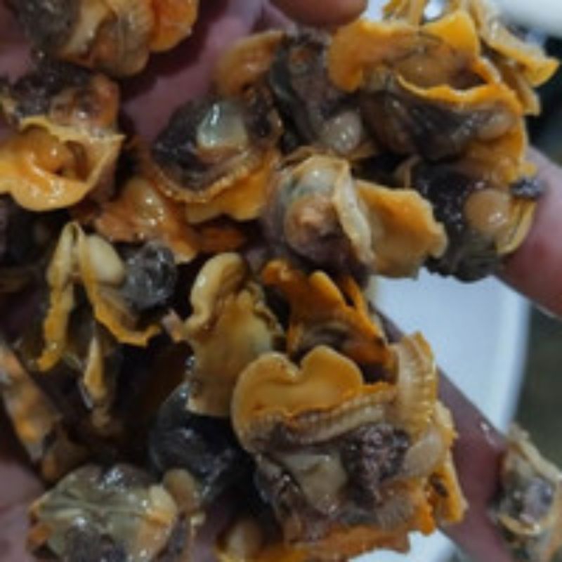 Jual Daging Kerang Dara segar 1kg seafood kerang | Shopee Indonesia