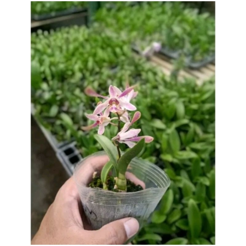 Jual Anggrek dendrobium mini proses SPIKE/KNOP | Shopee Indonesia