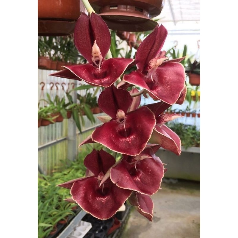 Jual Anggrek Eria Catasetum ( Orchidglade ) | Shopee Indonesia