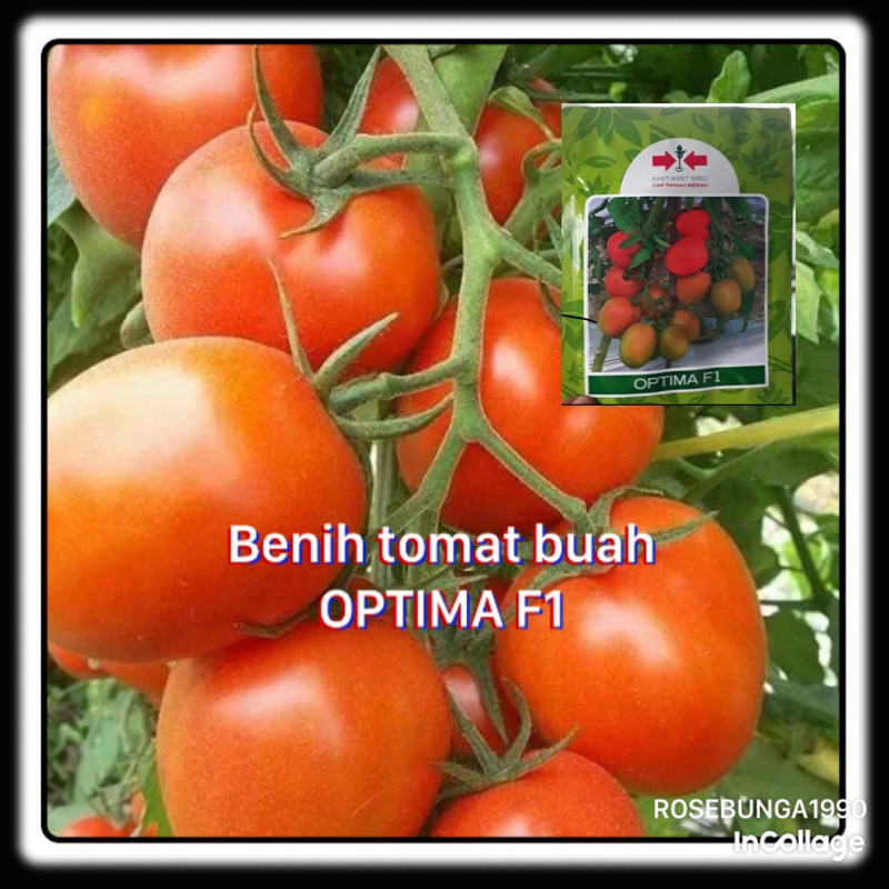 Jual isi paket 15 Biji - Benih tomat buah OPTIMA F1 -rsb1990 | Shopee Indonesia