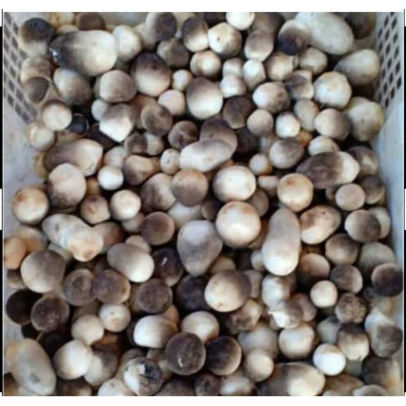 Jual jamur merang 250grm | Shopee Indonesia