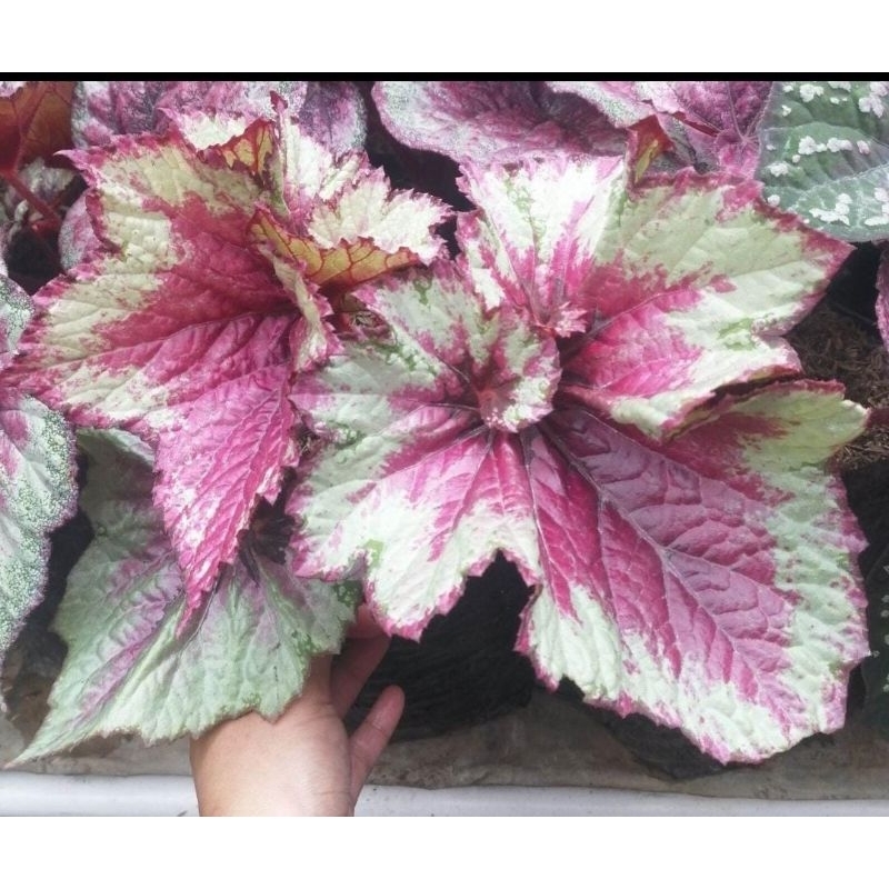 Jual Tanaman Hias Begonia Rex Plant/Tapak Dewa | Shopee Indonesia